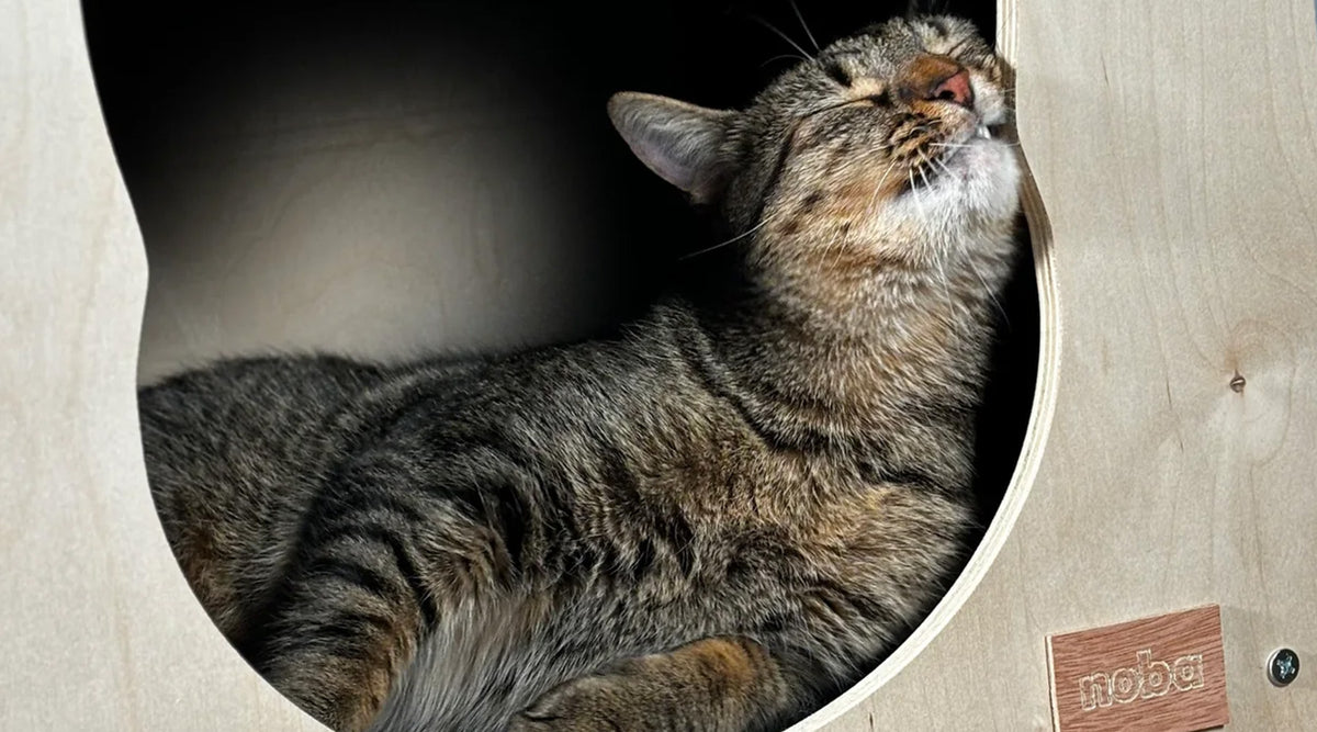Unraveling the Mystery of a Cat's Touch: Understanding Feline Sensitiv