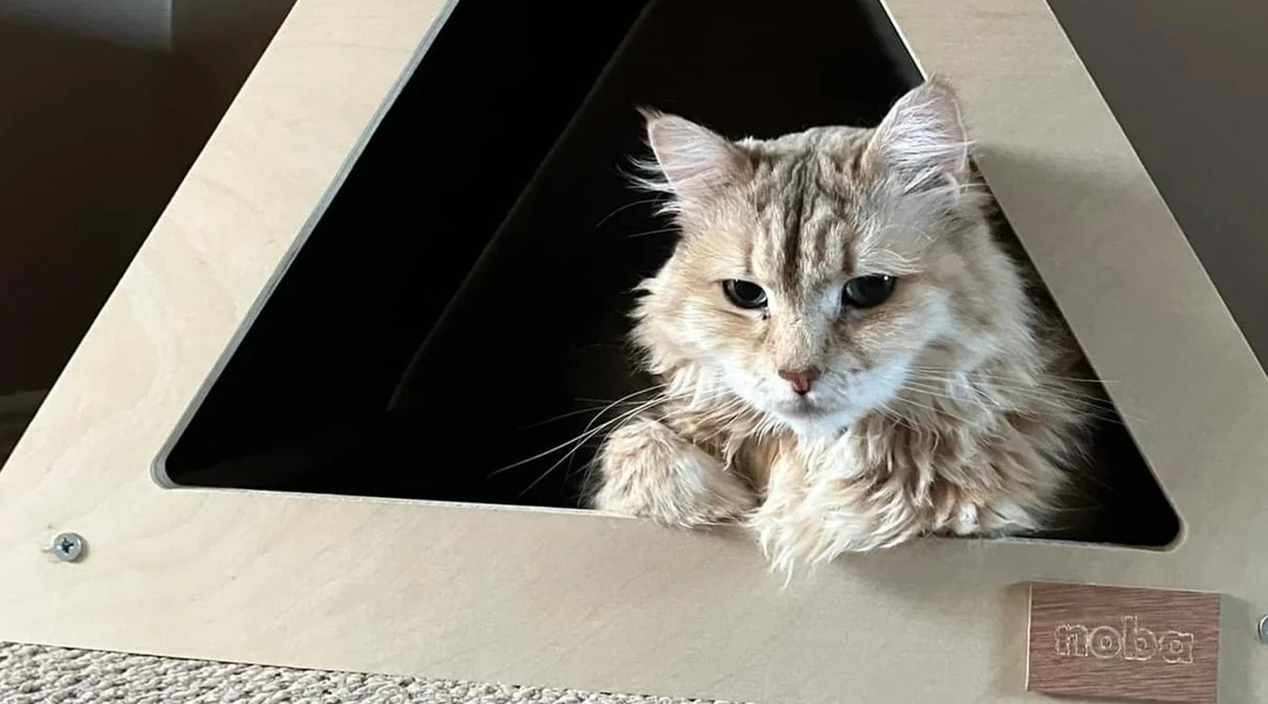 Why Cats Love to Hide and the Benefits of Providing Them a Safe Haven