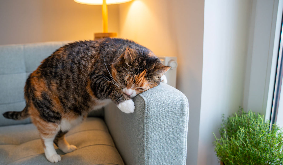 How do I get my cat to stop scratching the couch?